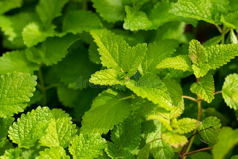 Lemon balm trees stock photo. Image of leafage, garden - 220291918