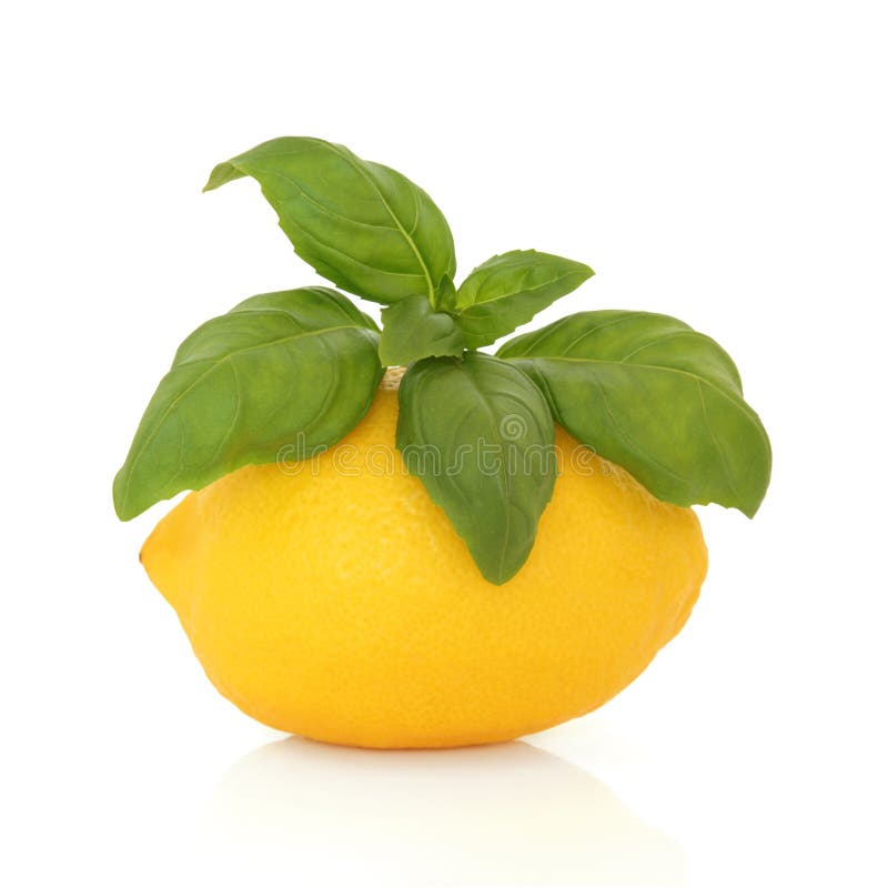 Mint and lemon stock photo. Image of homeopathy, fragrance - 14517662