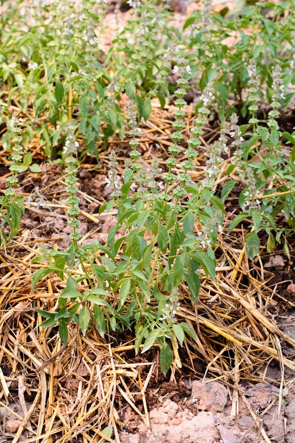 Lemon Basil Farming, Thai Basil from Thailand Stock Image - Image of ...