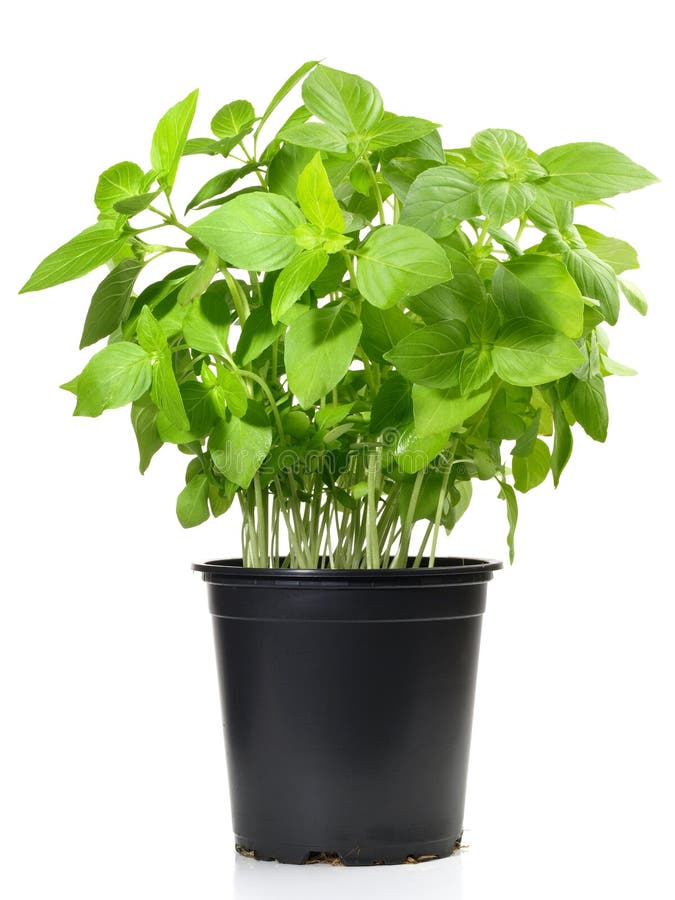 Lemon Basil on White Background - Isolated Stock Image - Image of ...