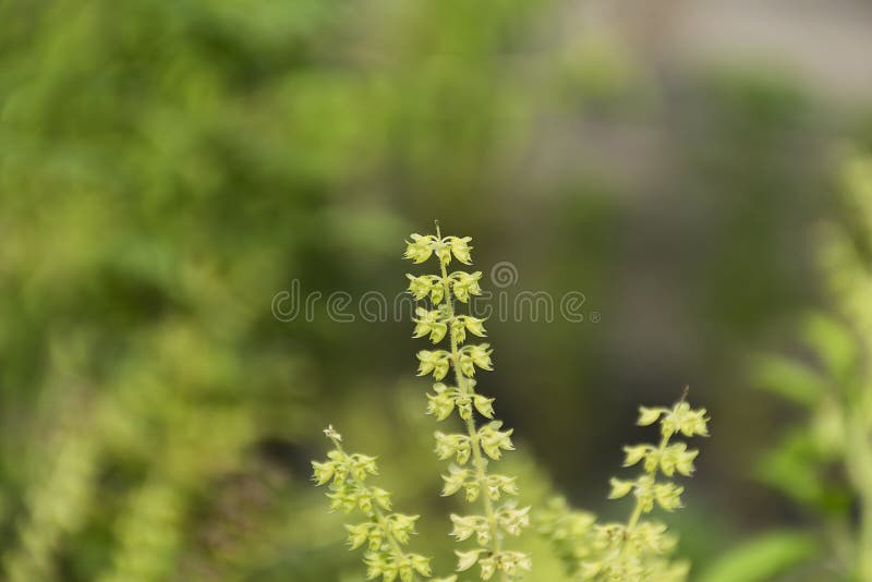 Lemon Basil Flowers in Garden. Stock Image - Image of leaf, spring ...
