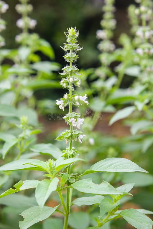 Lemon basil stock image. Image of herb, plant, garden - 22751861
