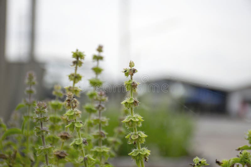 Lemon basil flowers. stock image. Image of background - 76404059