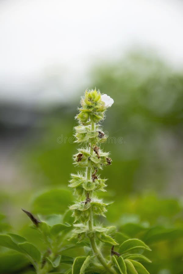 Lemon basil flowers. stock image. Image of growth, health - 76404061