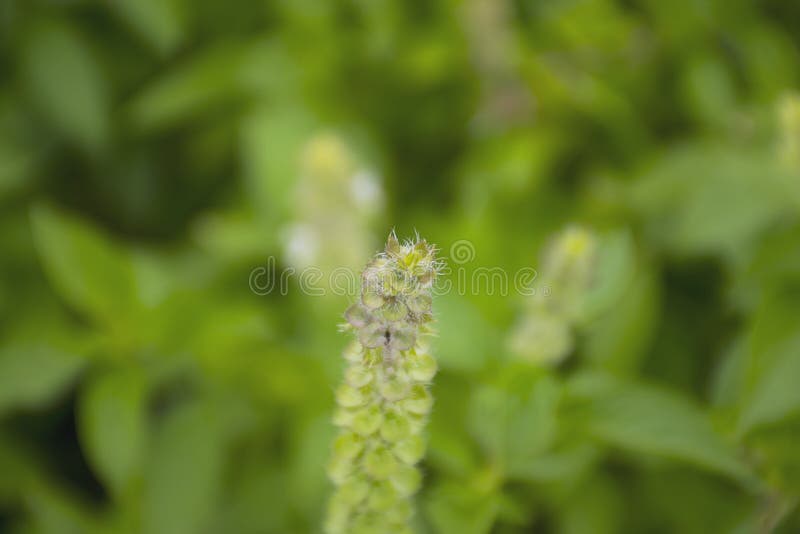 Lemon basil flowers. stock photo. Image of healthy, plant - 76404110