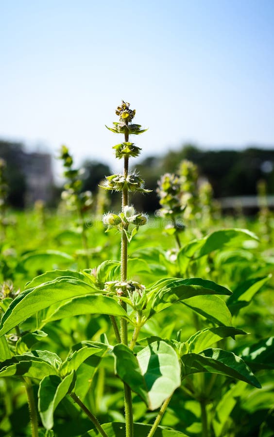 Lemon basil stock photo. Image of holy, mint, organic - 47610762