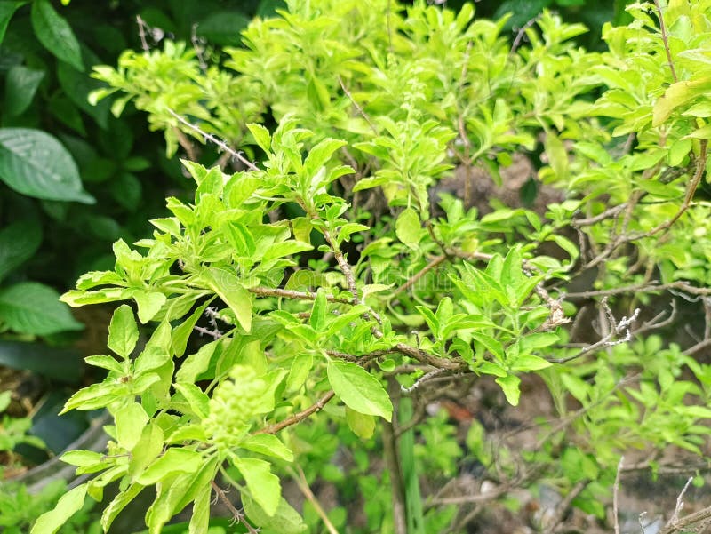 Lemon Basil Plant Leaves, Has a Strong Aroma. Concept Nature Background ...