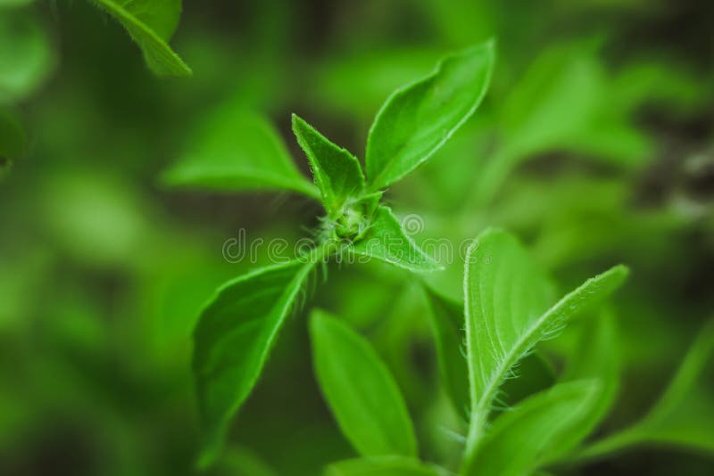 Lemon Basil plant stock image. Image of food, herbs - 127444475