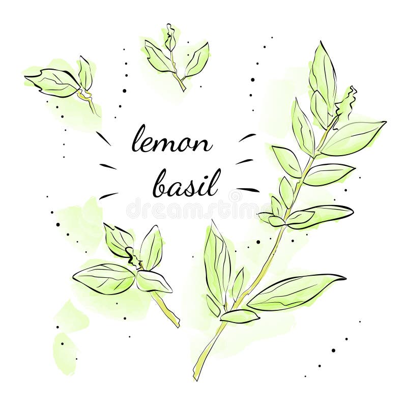 Lemon Basil stock vector. Illustration of artistic, culinary - 68473027