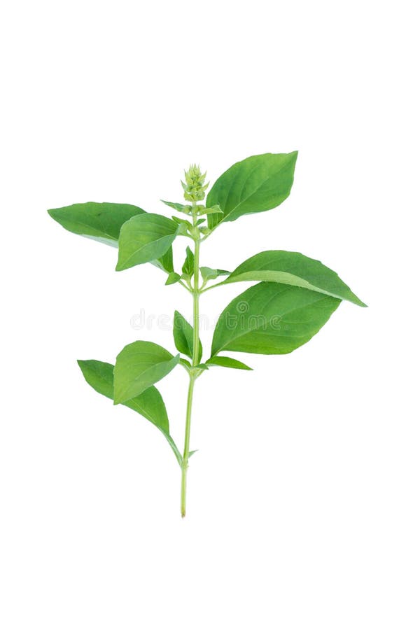 Lemon basil stock image. Image of nursery, stem, fresh - 67480815