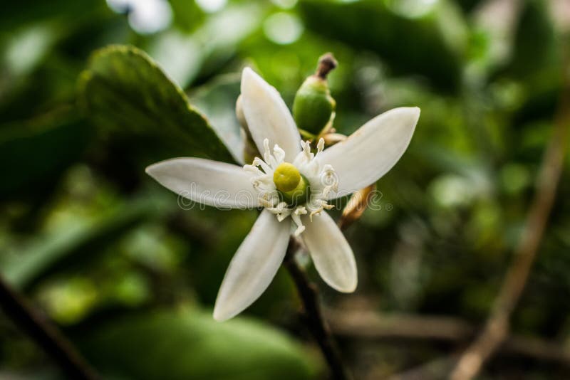Lemon flower stock image. Image of lemon, flower, fruit - 118623451
