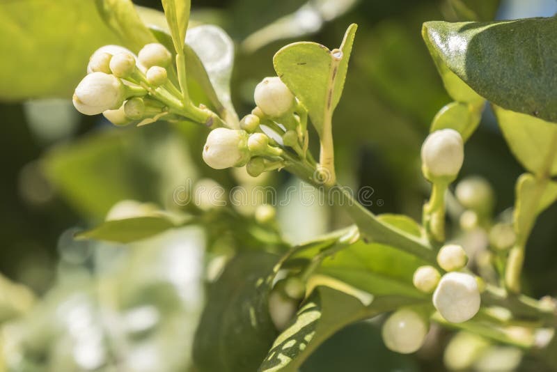 Lemon blossom in spring stock image. Image of fruit, flower - 68840363