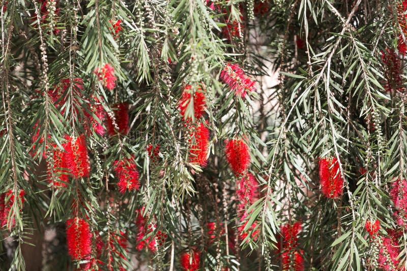 Melaleuca Citrina, Commonly Known As Common Red, Crimson Or Lemon ...