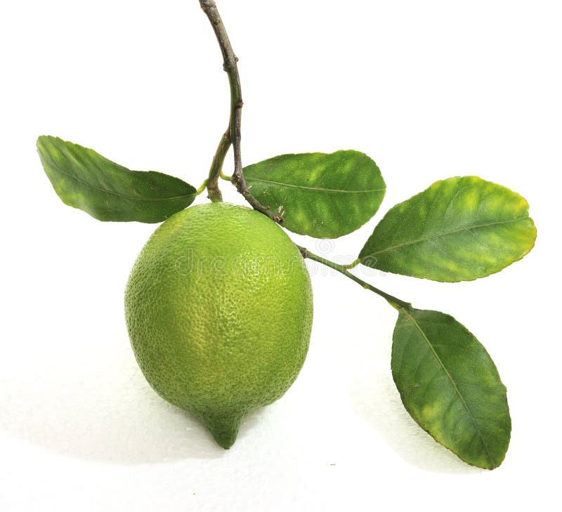 Lemon with branch stock image. Image of green, lemon - 13332841