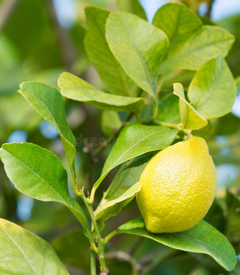 Lemon on a branch stock image. Image of tree, single - 37610959