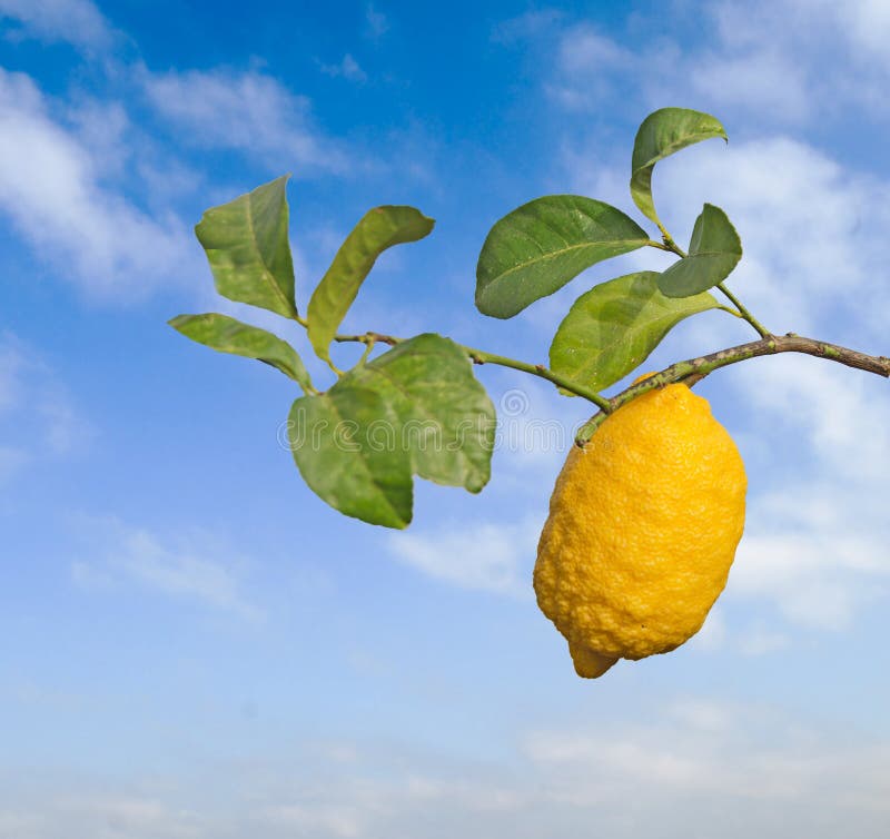 Lemon Branch Stock Photos - Download 18,988 Royalty Free Photos