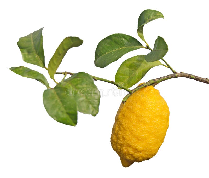 Lemon on branch stock image. Image of sour, yellow, fruit - 16509409