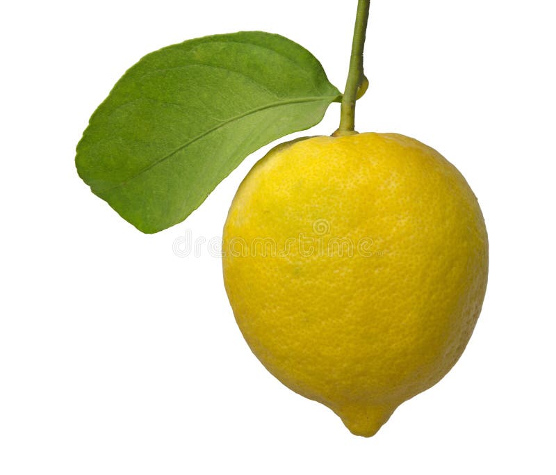 Lemon on branch stock image. Image of sour, yellow, fruit - 16509409