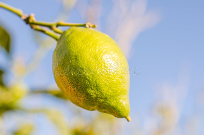 Lemon stock photo. Image of forefront, horizontal, food - 49795032