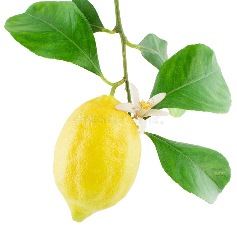 Lemon with leaves isolated stock image. Image of organic - 4309885