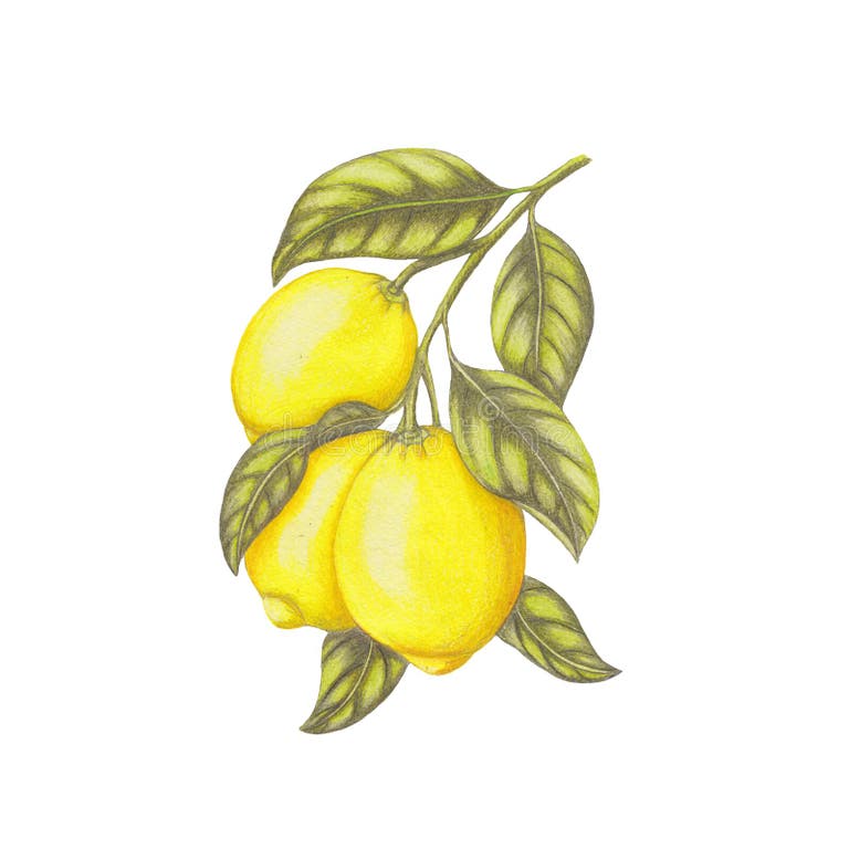 Lemon Branch Pencil Drawing Stock Illustrations – 281 Lemon Branch ...