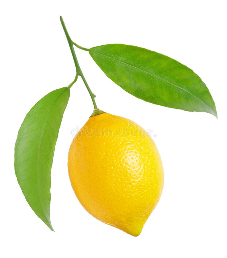 Lemon on branch stock photo. Image of nature, white, sour - 38197128