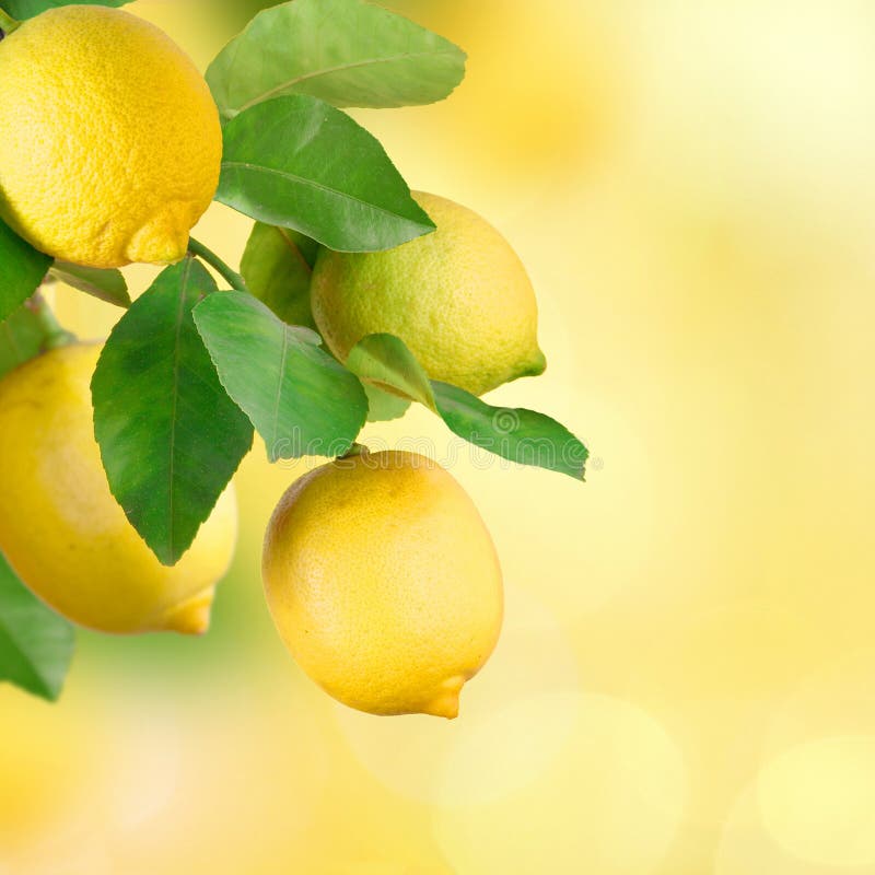 A bunch of citrus stock photo. Image of herbal, ingredient - 45197228