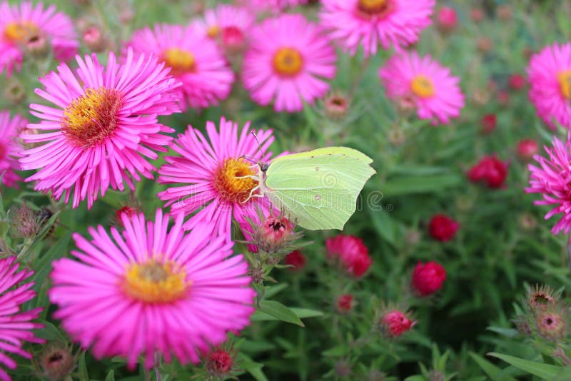 Lemon Butterfly on an Aster Stock Photo - Image of floral, butterflies ...