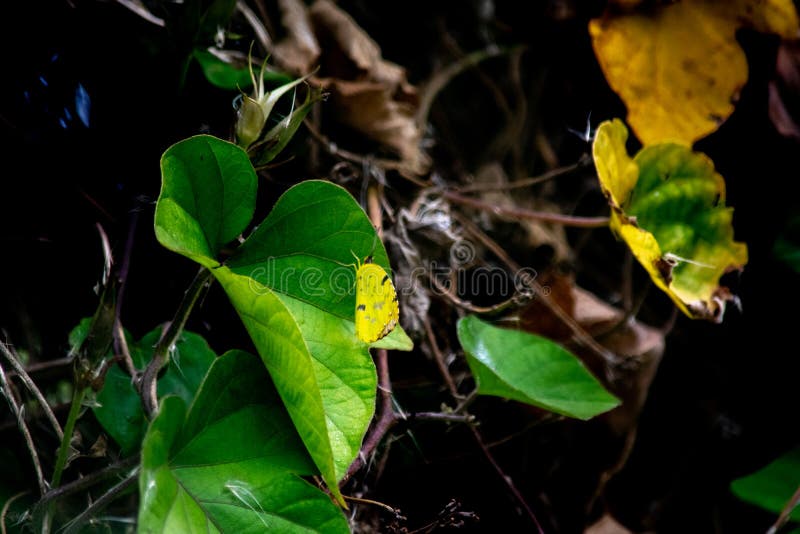 Lemon Butterfly or Eurema Deva on the Leaves of a Plant Stock Image ...