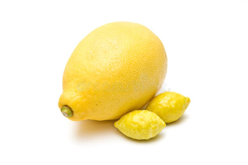 Genetically modified lemon stock image. Image of horror - 12820727