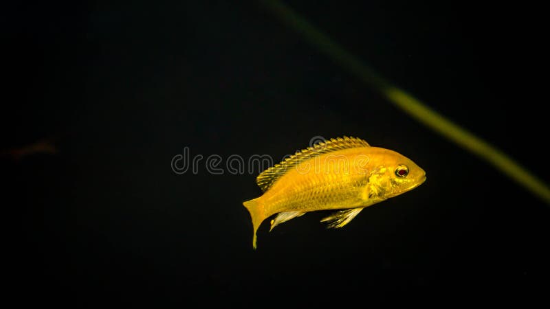Lemon Cichlid Neolamprologus Leleupi Yellow Aquarium Fish Stock Photo ...