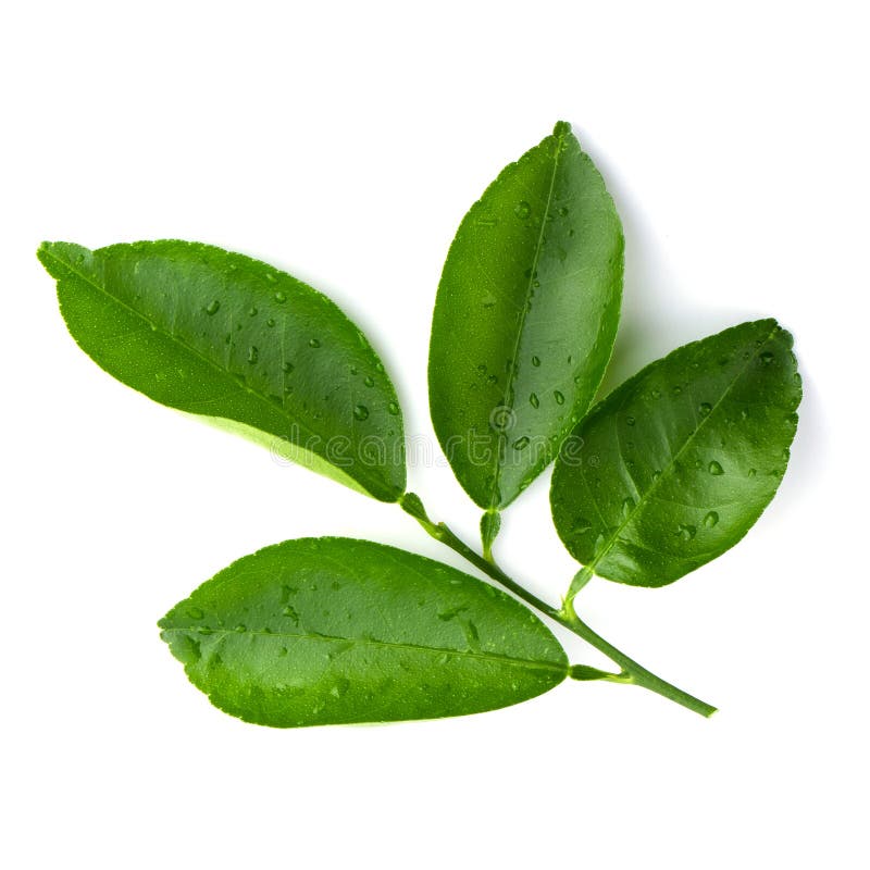 Lemon, Citrus Leaves Isolated on a White Background Stock Photo - Image ...
