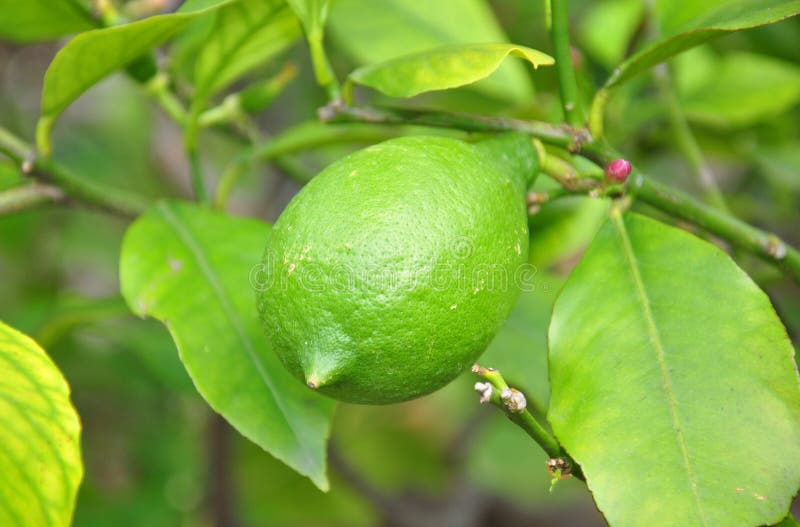 Lemon (Citrus limon) stock image. Image of yellow, bush - 102864667