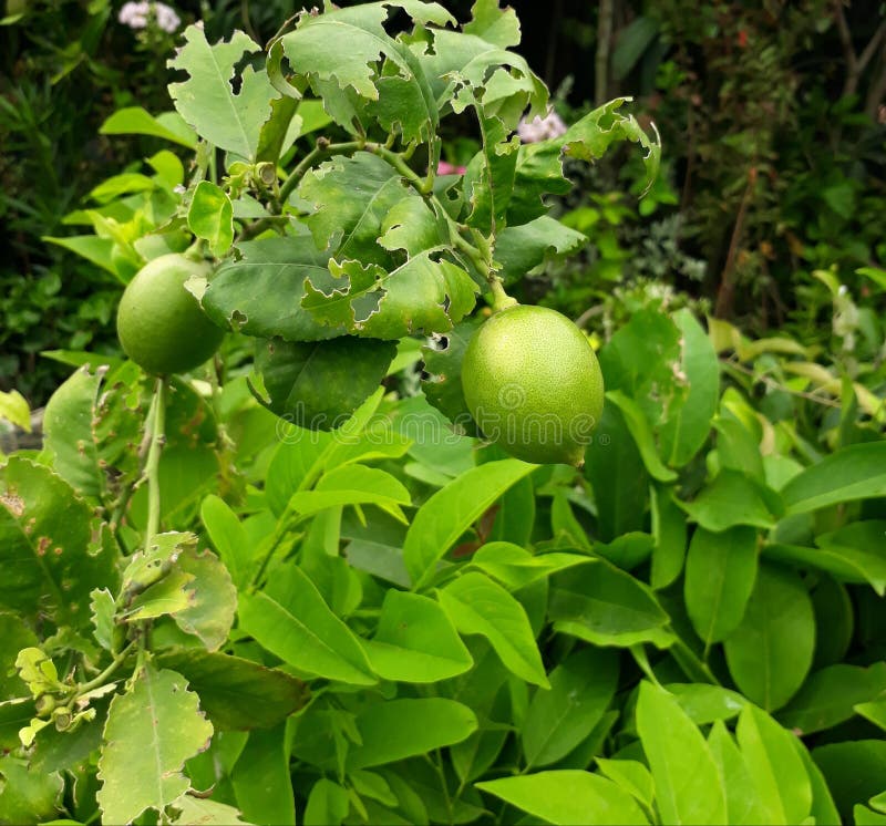 The Lemon (Citrus × Limon) is a Species of Small Evergreen Tree Stock ...