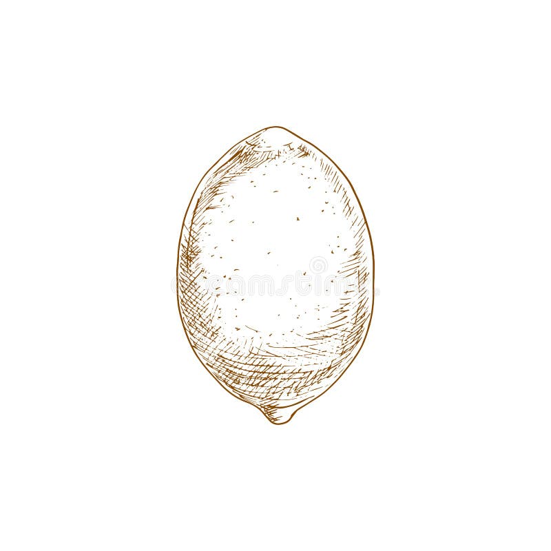 Citron Sketch Stock Illustrations – 669 Citron Sketch Stock ...