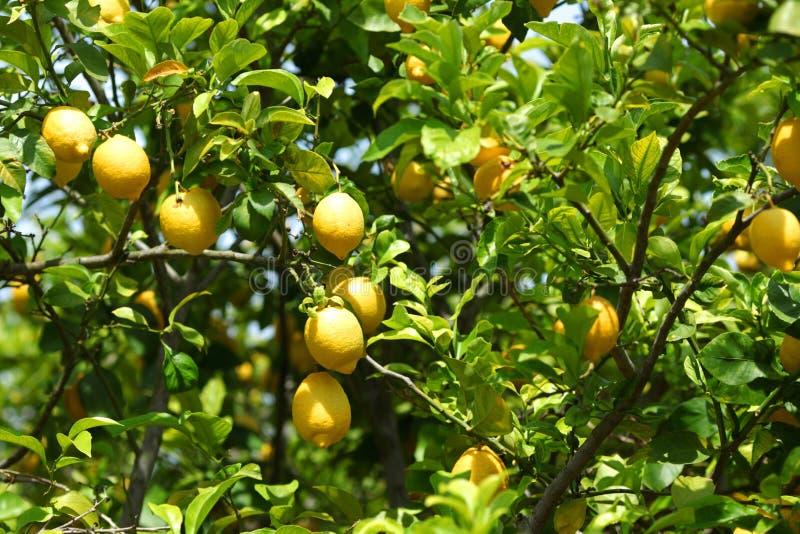 Lemon crop stock image. Image of tree, mediterranean, lemon - 454585