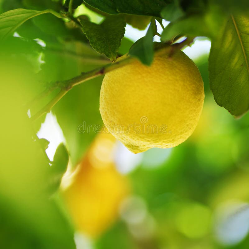 Lemon close up stock image. Image of fresh, full, juicy - 33329927