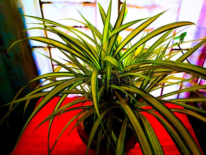 Lemon Color Grass Indoor Plant Stock Image - Image of green, lemon ...