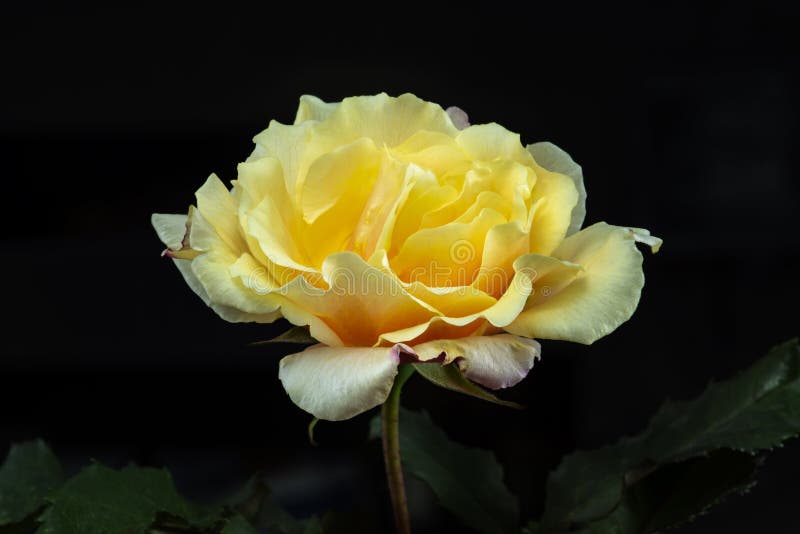 A Lemon-colored Blooming Rose on a Dark Background Stock Photo - Image ...
