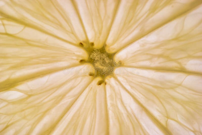 Lemon, Cross Section, Structure, Pattern, Background, Color, Veg Stock ...