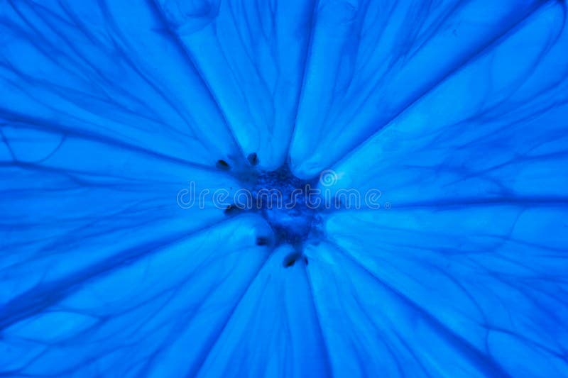 Lemon, Cross Section, Structure, Pattern, Background, Color, Veg Stock ...