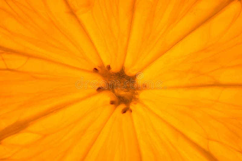 Lemon, Cross Section, Structure, Pattern, Background, Color, Veg Stock ...