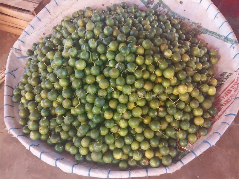 Lemon Cui Del Manado Para El Pescado Y El Sabor De La Comida Foto de ...