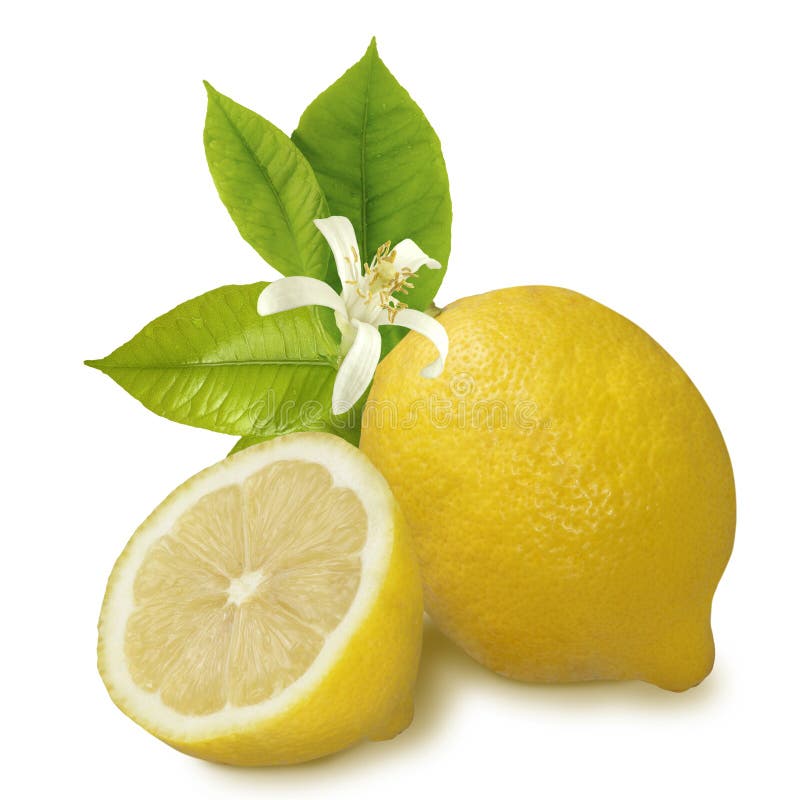 Lemon and cut of lemon stock photo. Image of bunch, full - 24980618