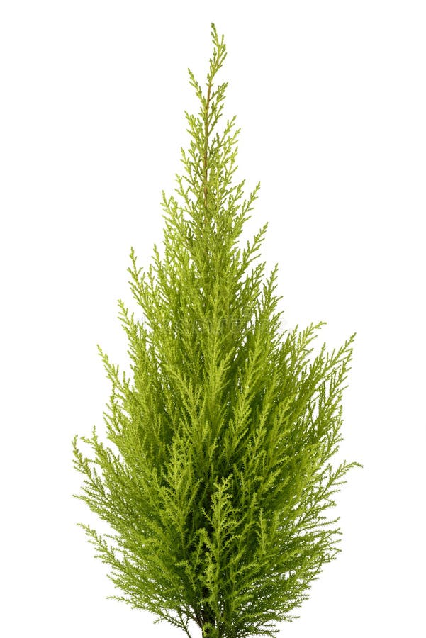 Cypress plant stock image. Image of tree, topiary, thuya - 110823703