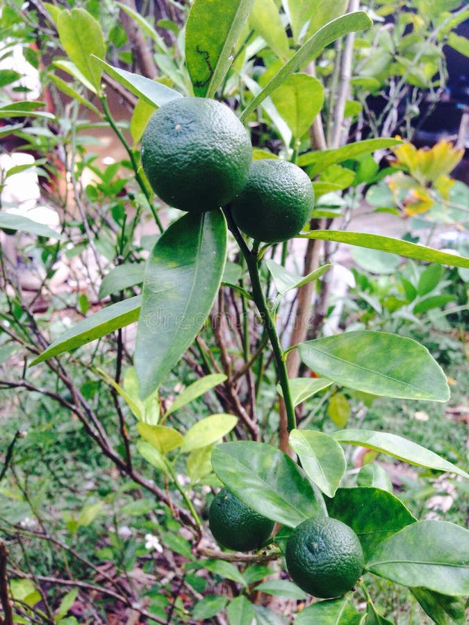 Lemon stock photo. Image of green, lemon, leaves, deep - 49296730