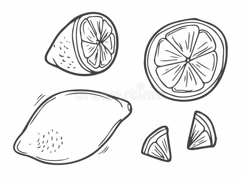 Lemon Doodle Illustrations Set in Vector. Hand Drawn Lemon ... Lemon Doodle Illustrations Set in Vector. Hand Drawn Lemon ...