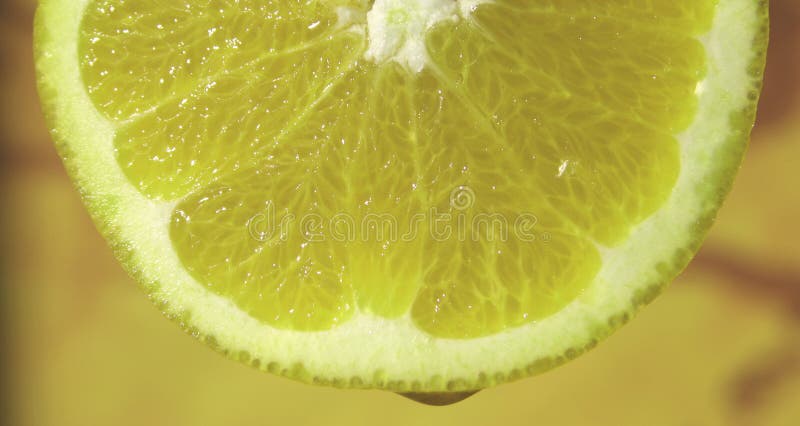 Lemon Drop stock photo. Image of slice, drop, juice, yellow - 73366