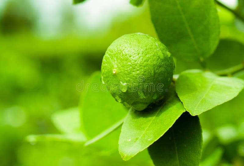 Lemon and Drop stock photo. Image of green, august, fruit - 44273184