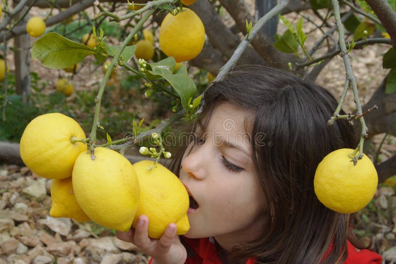 Lemon eater stock photo. Image of citrus, female, eater - 13748228